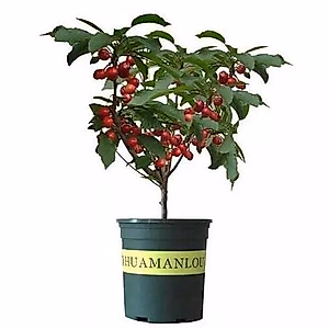 Black Cherry Fruit Tree Live Plant Seeding, 15-17inch Height -Prunus serotina, Great for Home and Garden Yards Planting