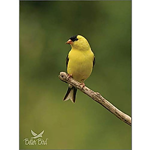 Better Bird Finch Food, 4 Lb