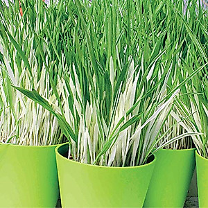 Outsidepride Hordeum Vulgare Cat Grass Variegated Ornamental Grass for Windowsill or Garden Bed - 500 Seeds