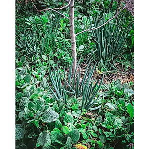 10 Walking Onion Bulbs for Planting, Small Bulblets, Egyptian Walking Onion Bulb