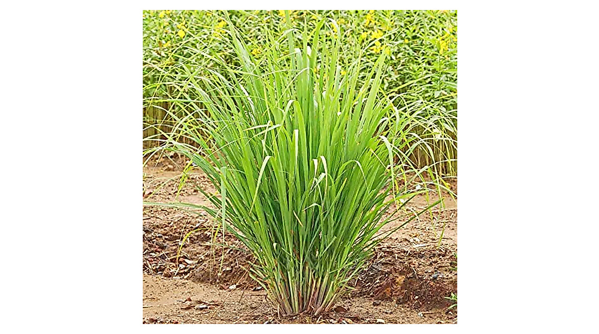 Grow Lemongrass Seeds: Edible, Fragrant Herb for Your Garden