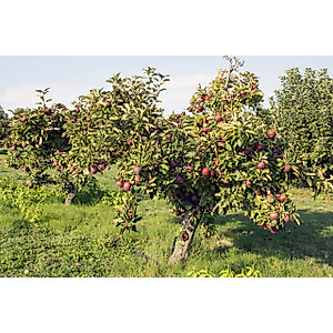 Arkansas Black & Golden Delicious Apple Tree Package