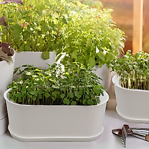 5-Pack Herb Planter,Window Boxes Planters with Multiple Drainage Holes,8.5" x 3.3" Oval Herb Garden Planter indoor/outdoor for Grow Plants, Flowers or Succulents, Deck Railing Window Planter Box