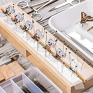 500 Pieces Stainless Steel Insect Pins Specimen Pins Entomology Pins Butterfly Collection Needles for School Lab Entomology Butterfly Collectors, 5 Sizes
