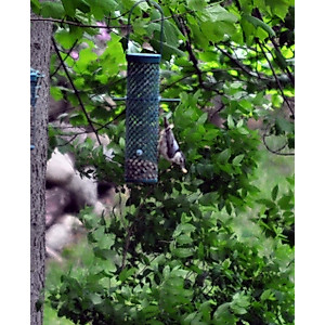 C&S Berry Flavored Nuggets, 6 Pack