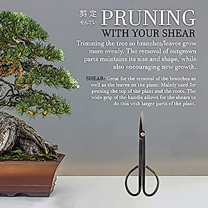 BambooMN 7.2" Black Bonsai Trimming Shear - 1 Piece