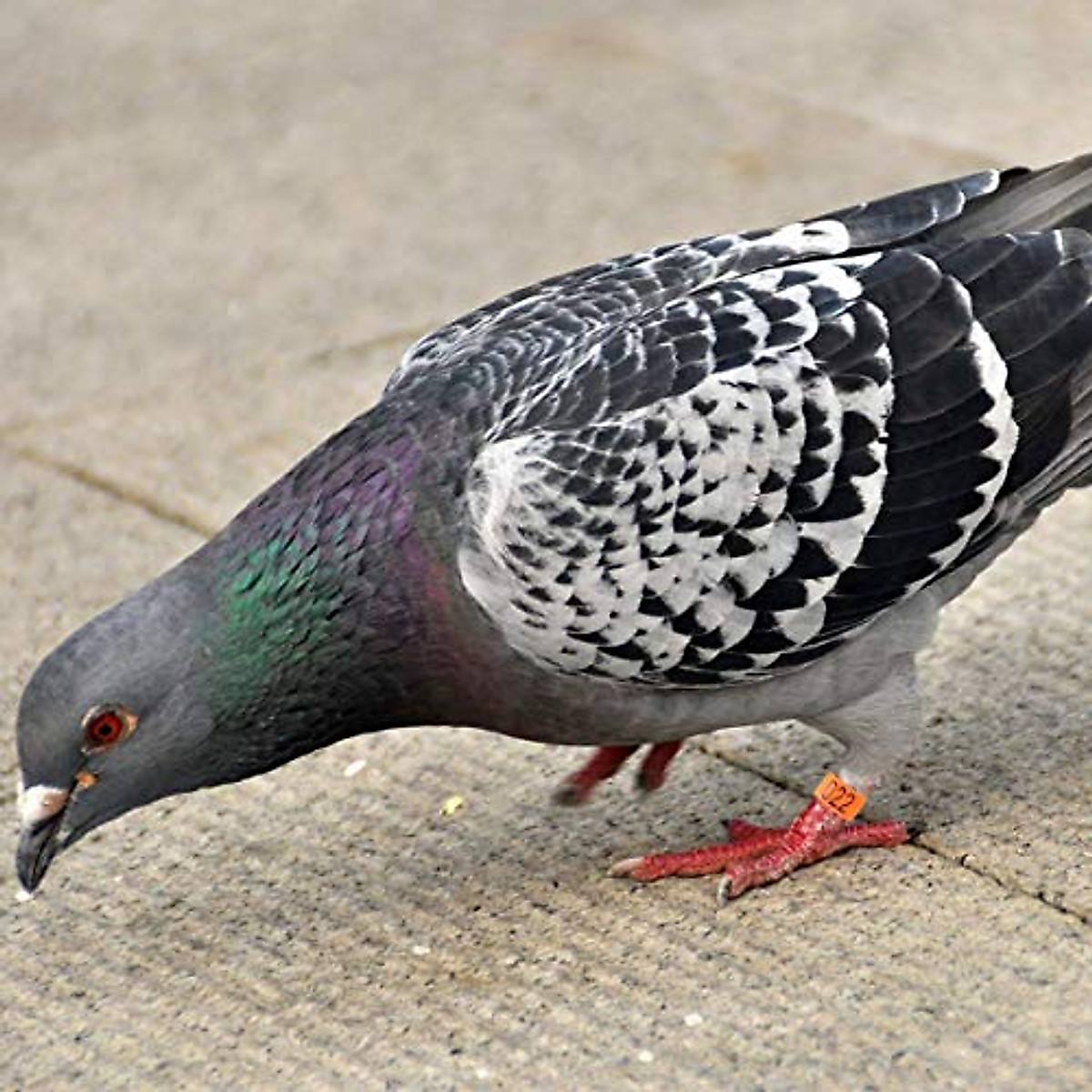 POPETPOP 100PCS Pigeons Foot Rings - Birds Foot Rings Durable Lightweight Birds Opening Foot Rings Number Cuff Rings Identification Rings for Parrot Chicken Pigeons