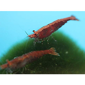 Family of 12 Mixed Color Live Freshwater Shrimp for Aquarium or Fish Tank