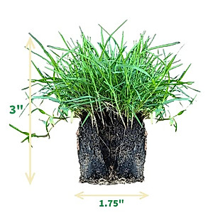 Bermuda Grass Plug Tray | EZ Plug 50 Grass Plugs Per Tray