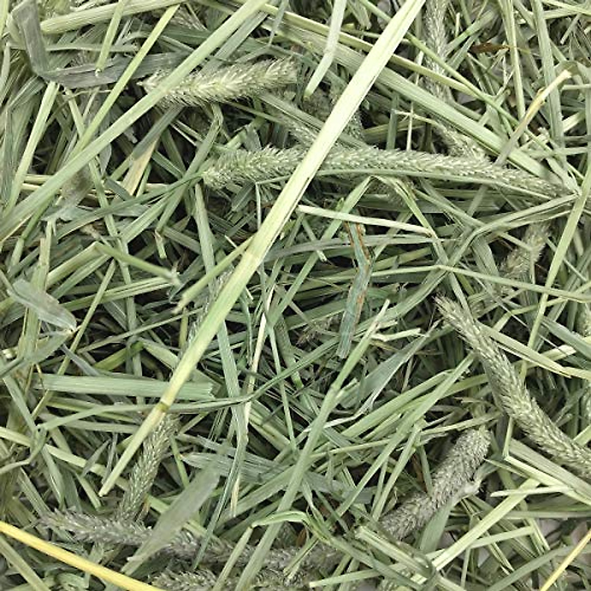 Oxbow Animal Health Western Timothy Hay - All Natural Hay for Rabbits, Guinea Pigs, Chinchillas, Hamsters & Gerbils - 25 lb. Bulk Size