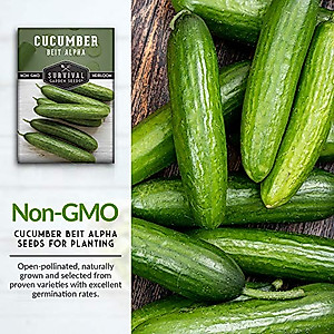 Survival Garden Seeds - Beit Alpha Cucumber Seed for Planting - Pack with Instructions to Plant and Grow Smooth Green Burpless Cucumbers in Your Home Vegetable Garden - Non-GMO Heirloom Variety - 2