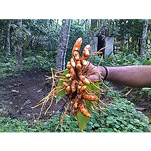 Turmeric (rhizome) Grow Your own,Grow Indoors or Outdoors - (1 Pound)