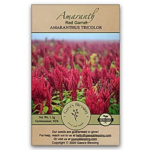 Gaea's Blessing Seeds - Amaranth Seeds - Red Garnet - Non-GMO Seeds with Easy to Follow Planting Instructions - Open-Pollinated - Untreated - Heirloom - 92% Germination - Net Wt. 1.3g