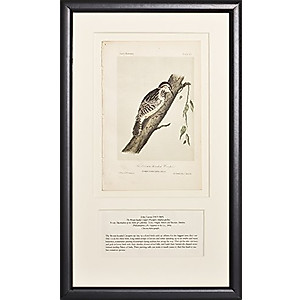 The Brown-headed Creeper