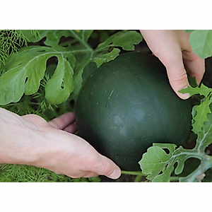 CEMEHA SEEDS Watermelon Black Beauty Early Rare Giant Fruit Heirloom Organic Non-GMO