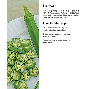 Burpee Baby Bubba Okra Seeds 60 seeds