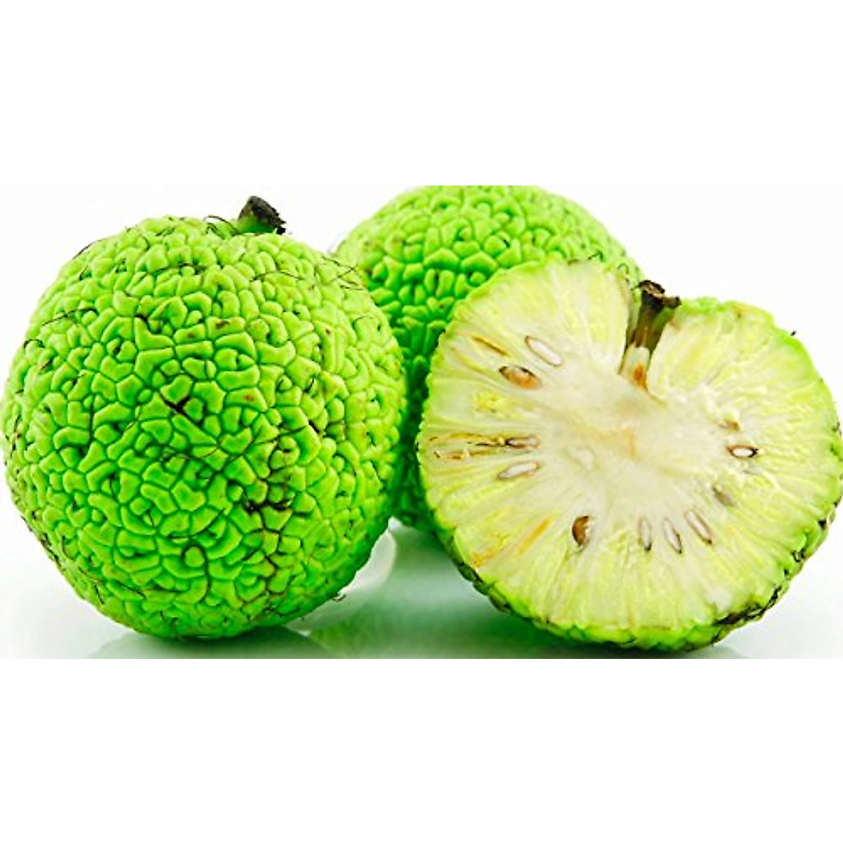 Osage Orange Tree, 30+ Premium Heirloom Seeds, Exotic & Rare, 60-80% Germination Rates, (Isla's Garden Seeds), Non GMO Seeds
