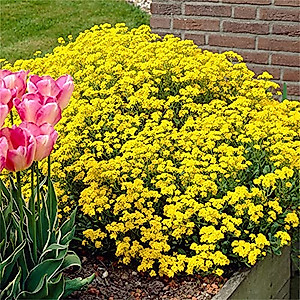 zcbang Creeping Thyme Seeds Mixed Color 200+Pcs Cress Perennial Ground Garden Cover Flowers