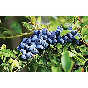 Southern Blueberry 50 Seeds - Blueberries Organic Seeds for Planting, Blueberries Fresh Fruit Seeds, Non GMO Berry Seeds, Dwarf Blueberry Bush Seeds for Planting Indoors