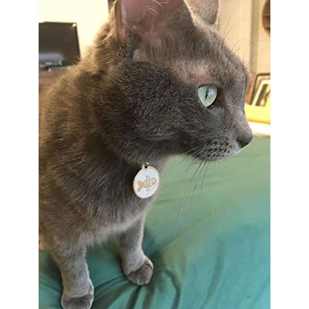 Stainless Steel Cat ID Tags - Engraved Personalized Cat Tags Includes up to 4 Lines of Text with Cat Shape