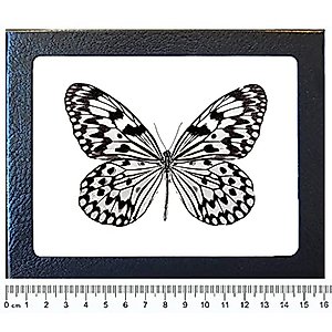 BicBugs Idea idea Black White Rice Paper Butterfly Indonesia Framed