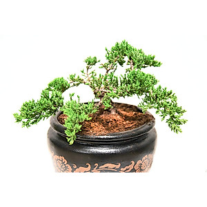 Bonsai Soil by Perfect Plants - 2qts. | Premium All-Purpose Mix Bonsai Tree Varieties