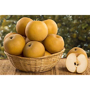 Asian Pear Tree Plant, 4 Feet to 5 Feet Tall, Sweet Fruit Tree, Ship Bare Root