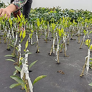 Liaogo Grafting Tape Grafting Film for Plants, 2 Pack Stretchable Garden Grafting Tape Plants Repair Budding Tapes for Floral Fruit Tree and Poly Budding Tape