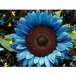 yunakesa Fresh Seeds - 50 Bright Blue Sunflower Seeds Plants Garden Planting 50 Pack