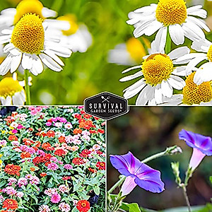 10 Flower Collection - Four O’Clock, Chamomile, Shasta Daisy, Echinacea Coneflower, Marigold, Morning Glory, Nasturtium, Snapdragon, Sunflower Zinnia - Non-GMO Heirloom Survival Garden Seeds