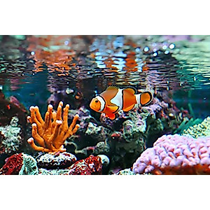 Smarttemp Thermometer