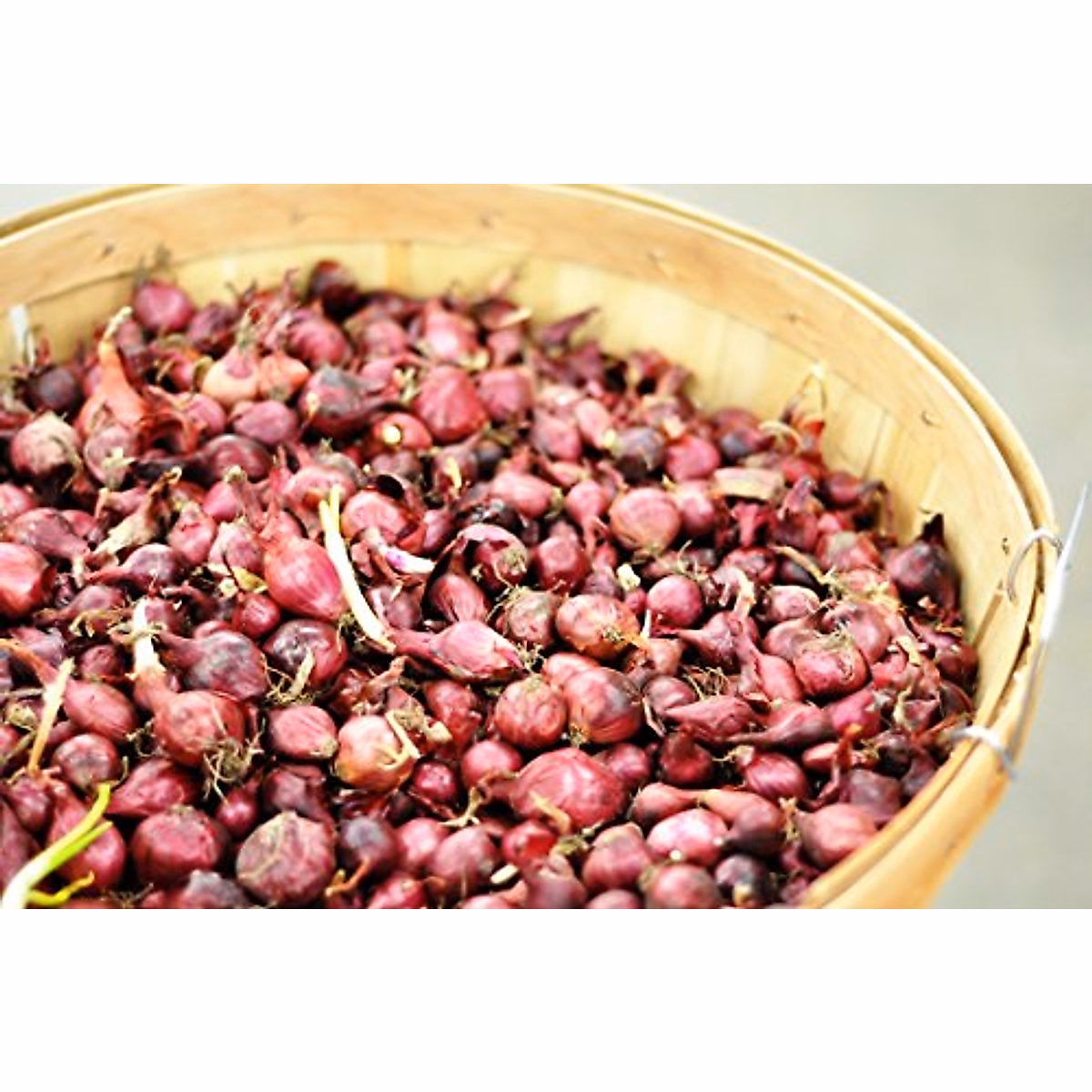 Red Onion Sets (100 Bulbs) Garden Vegetable