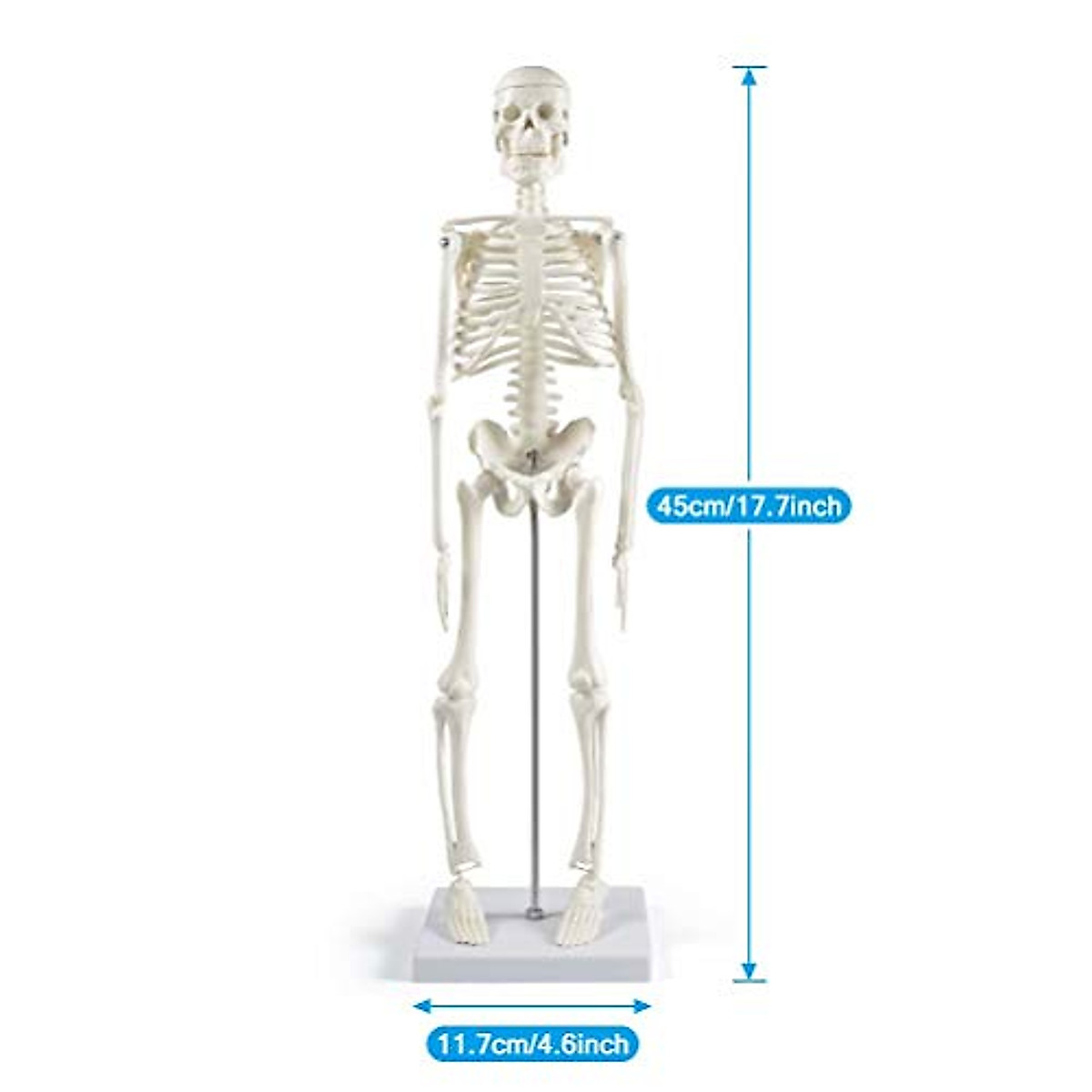 breesky Human Skeleton Model for Anatomy,17”Mini Human Skeleton Model with Movable Arms and Legs,Scientific Model for Study Basic Details of Human Skeletal System…
