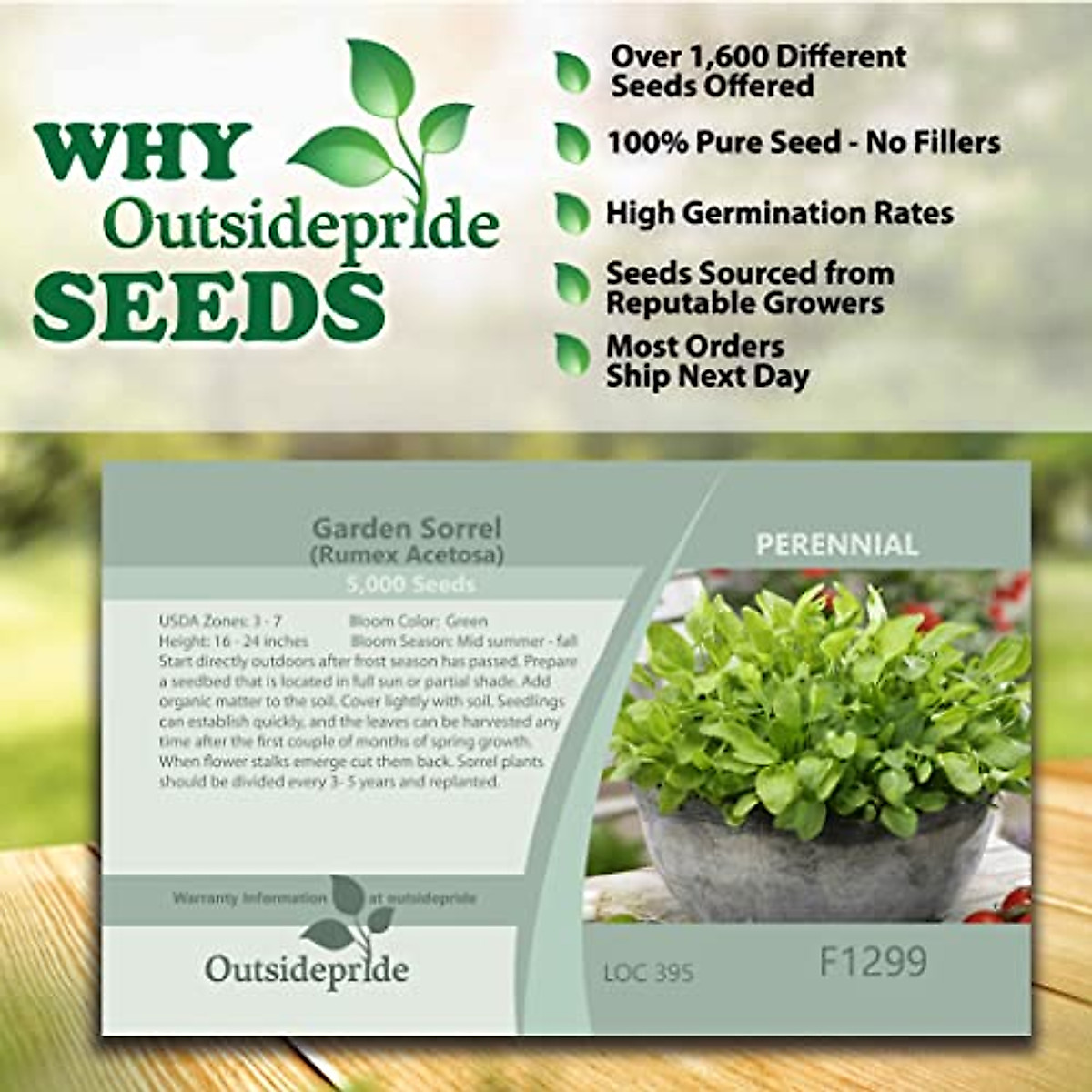 Outsidepride Garden Sorrel Culinary Herb Garden Plant for Soups & Salads - 5000 Seeds