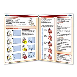 Cardiovascular Physiology - Biology - Medical Quick Reference Guide by Permacharts