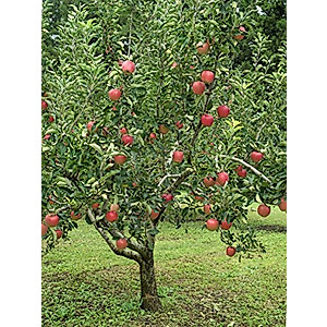 TriStar Plants - Pink Lady Apple Tree, 1 Gallon Pot - Healthy Established Roots, Young Tree, Easy Tree, Edible Fruit, Semi-Dwarf, Crisp Apple,