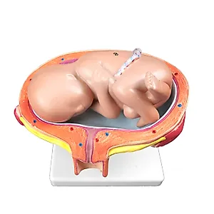 Jackson Global JS00073 Fetus Development Model | Set of 8 Models，14 Pieces in Total | Key Anatomical Features Labelled with Accompanying Key Card