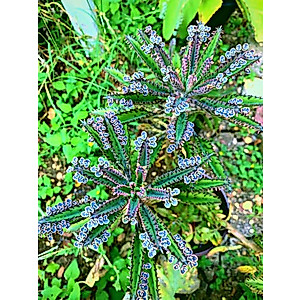 5 Mother of Millions Kalanchoe Plants, Planting Ornaments Perennial Garden Simple to Grow Pots Gifts, 2 Inches in Tall