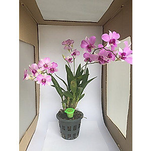 20 Pcs. Orchid Food Bonsai Fertilizer Basket for Garden Flower Osmocote in Plant Pot Size M