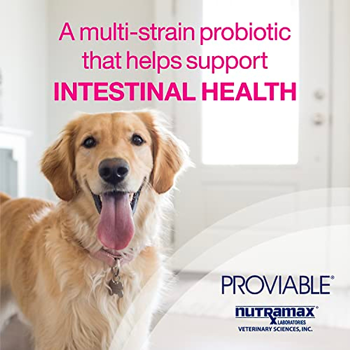 Nutramax Proviable Digestive Health Supplement Kit with Multi-Strain Probiotics and Prebiotics for Medium to Large Dogs - with 7 Strains of Bacteria, 30 mL Paste and 10 Capsules