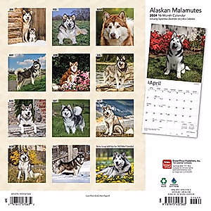 Alaskan Malamutes | 2024 12 x 24 Inch Monthly Square Wall Calendar | BrownTrout | Animals Dog Breeds
