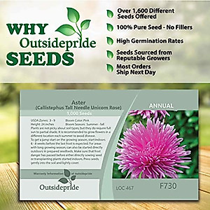 Outsidepride Aster Tall Needle Rose Garden Cut Flower Seed - 1000 Seeds