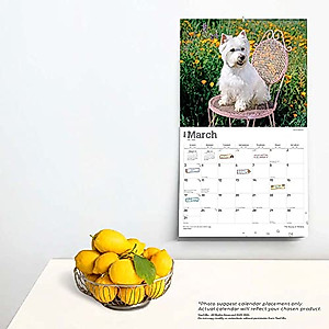 The Beauty of West Highland White Terriers | 2024 14 x 24 Inch Monthly Deluxe Wall Calendar | Sticker Sheet | StarGifts | Animal Dog Breeds