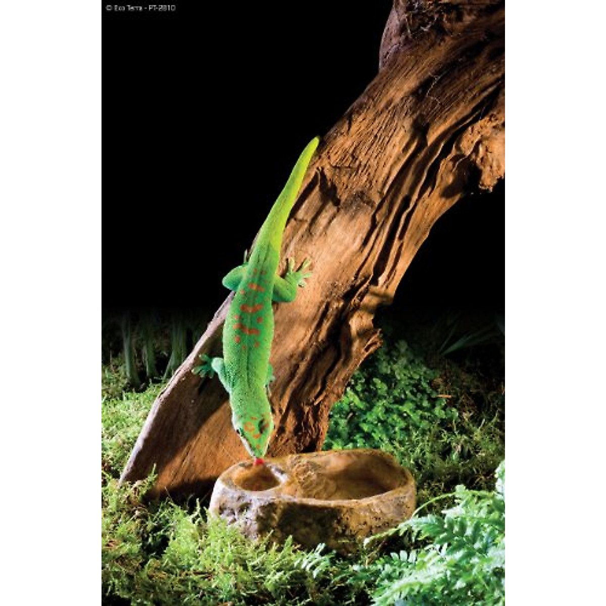 Exo Terra Gecko Dish