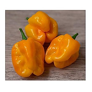 David's Garden Seeds Pepper Hot Numex Suave Orange 1199 (Orange) 25 Non-GMO, Heirloom Seeds