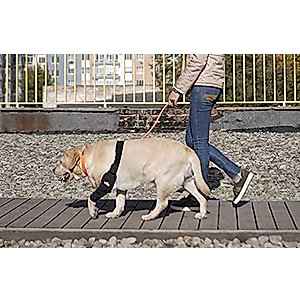 NeoAlly Dog Elbow Brace Protector Pads for Canine Elbow and Shoulder Support Elbow Hygroma, Dysplasia, Osteoarthritis, Elbow Calluses, Pressure Sores and Shoulder Dislocation (Left Leg, Large)