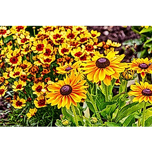 Black Eyed Susan Seeds for Planting, 5000 Seeds, Giving You Beautiful Black Eyed Susan Flowers, Non-GMO, Heirloom Seed Varieties