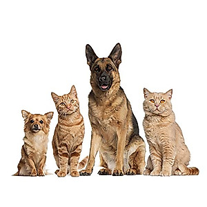 Dog Skin and Coat - Omega 3 Fatty ACIDS for Pets - Dogs and Cats - Premium Health - Omega 3 for Dogs Liquid - 180 Softgels (1 Bottle)