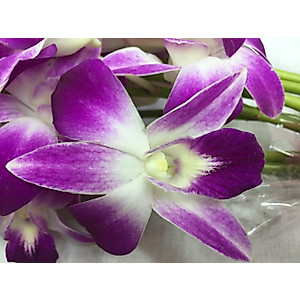 Premium Cut Purple Orchids (20 stems with Vase) (Support Small Business)