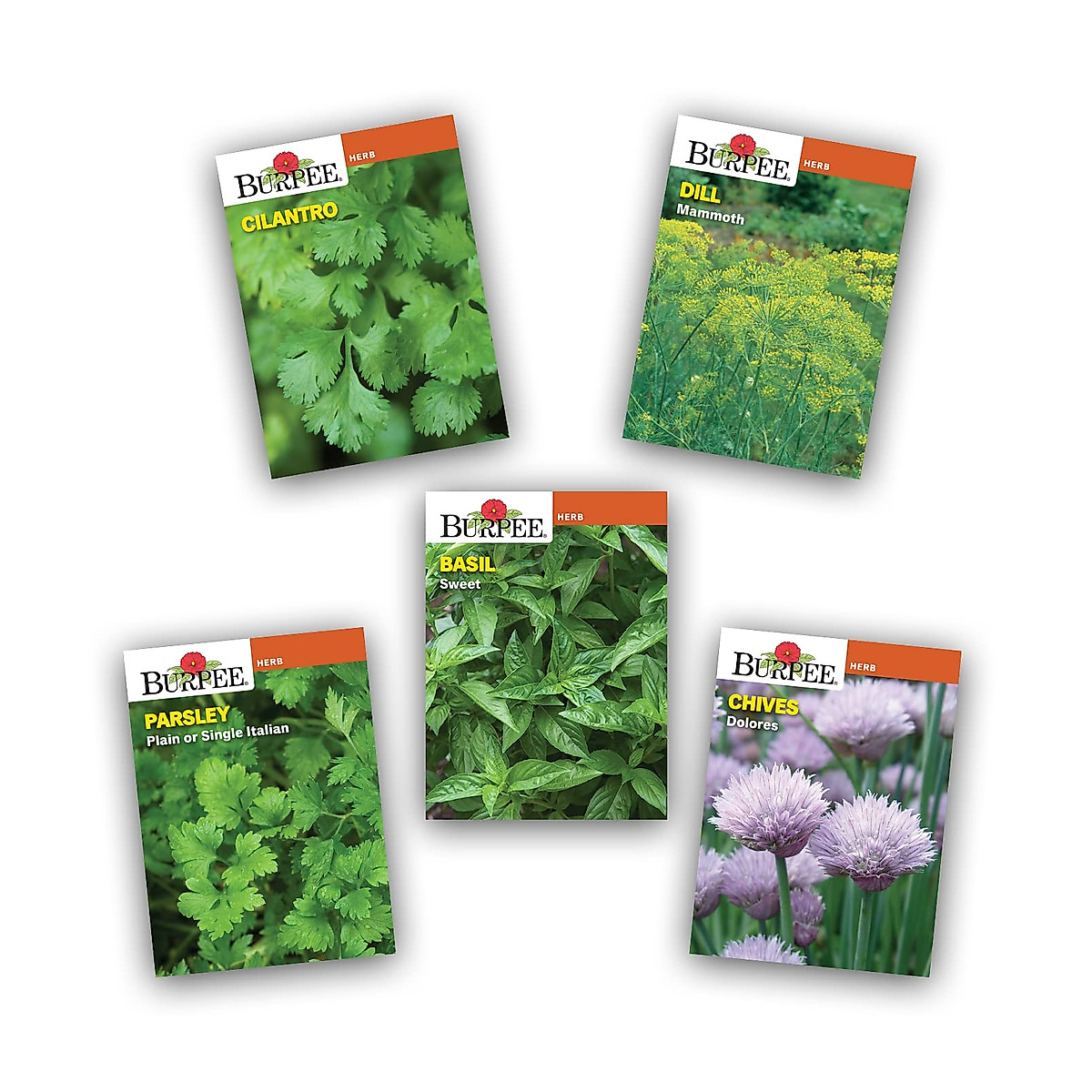 Burpee Culinary Garden Starter Kit Packets, 5 Pots, 5 Coir Pellets & 5 Plant Markers Non-GMO Herb Seeds: Cilantro, Dill, Parsley, Sweet Basil & Chives